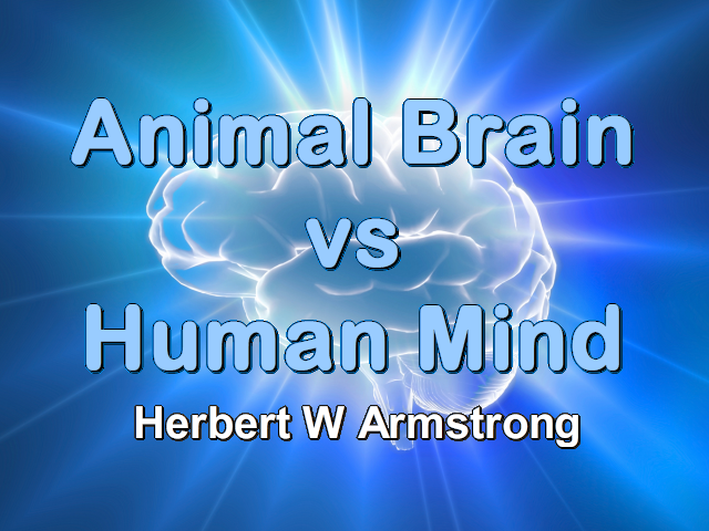 Animal Brain vs Human Mind – Herbert W Armstrong – The World Tomorrow ...