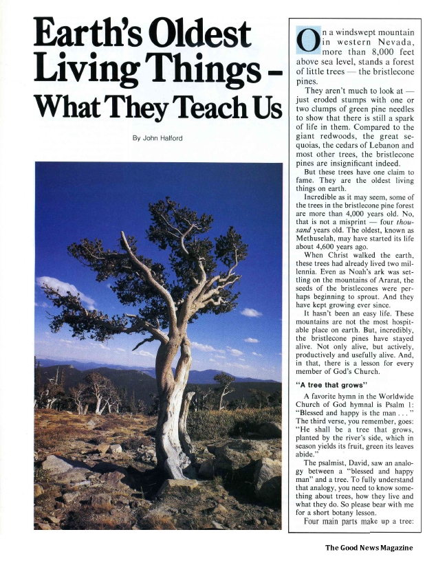 Earth’s Oldest Living Things – What They Teach Us – John A Halford ...