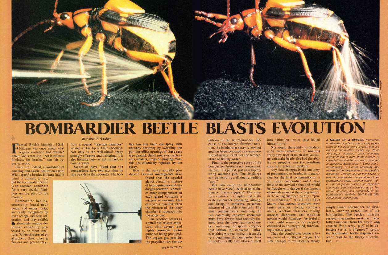 Bombardier Beetle Blasts Evolution – Robert A Ginskey – Plain Truth ...